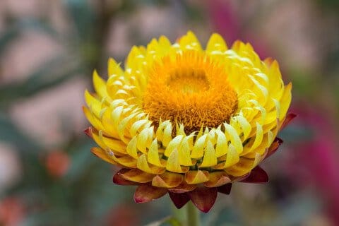 Helichrysum Essential Oil Uses & Benefits - Dr. Mariza Snyder