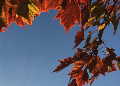 Top 5 Ways to Stay Healthy This Fall - Dr. Mariza